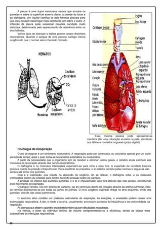 Anatomia e fisiologia humana 1 | PDF