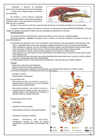 Anatomia e fisiologia humana 1 | PDF