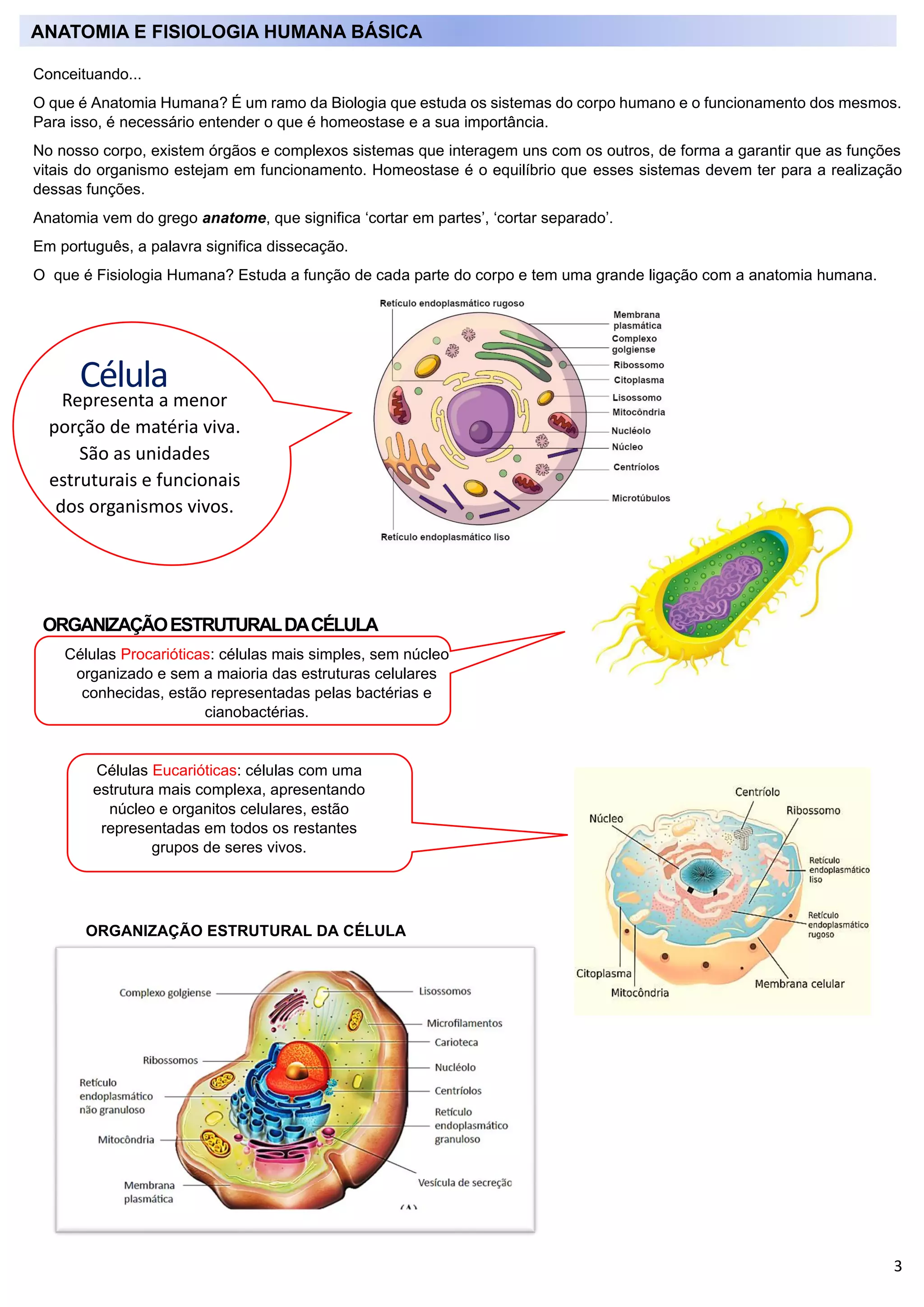 Anatomia e Fisiologia Humana Básica.pdf