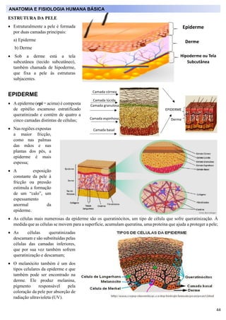 Anatomia e Fisiologia Humana Básica.pdf