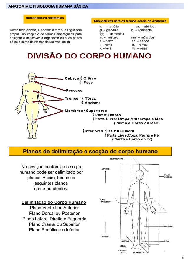 Anatomia e Fisiologia Humana Básica.pdf
