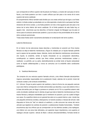 Anatomia e histología del oído | PDF