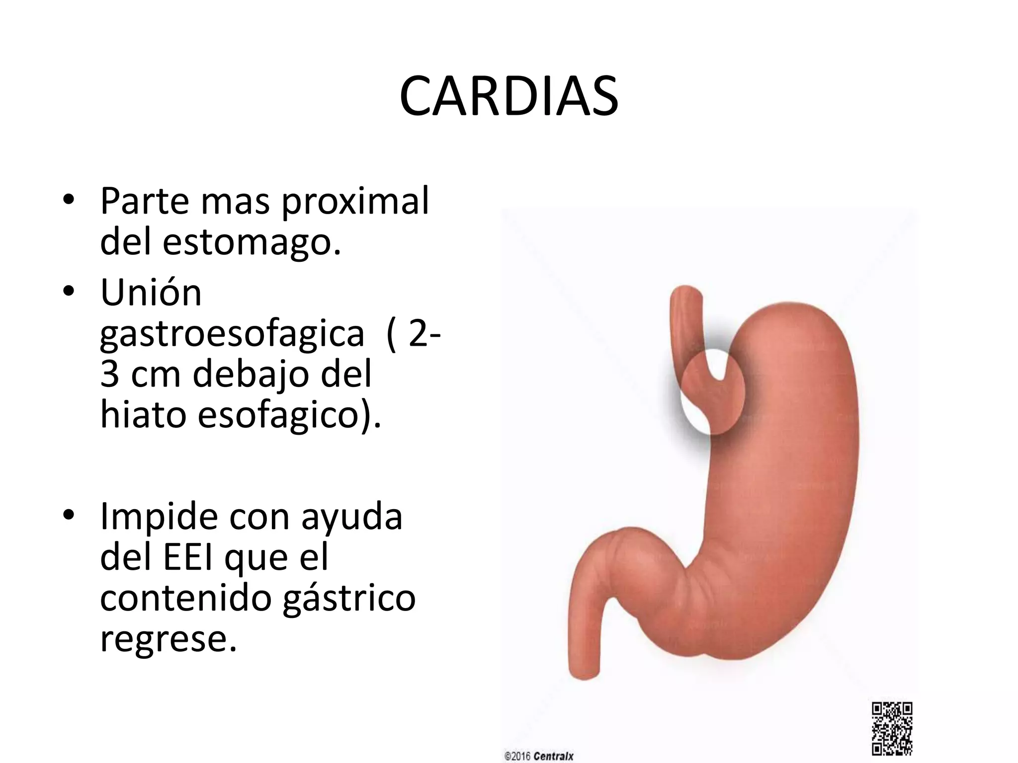 Anatomia e histologia del estomago