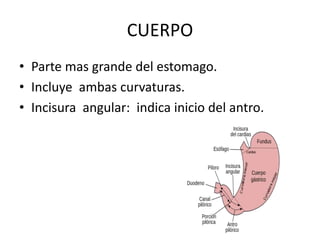 Anatomia e histologia del estomago | PPTX