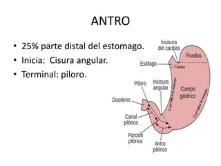 Anatomia e histologia del estomago | PPTX