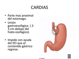 Anatomia e histologia del estomago | PPTX