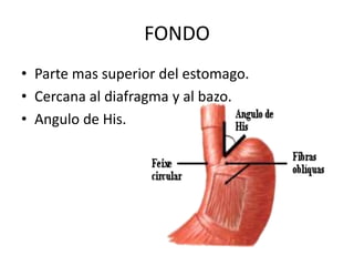 Anatomia e histologia del estomago | PPTX