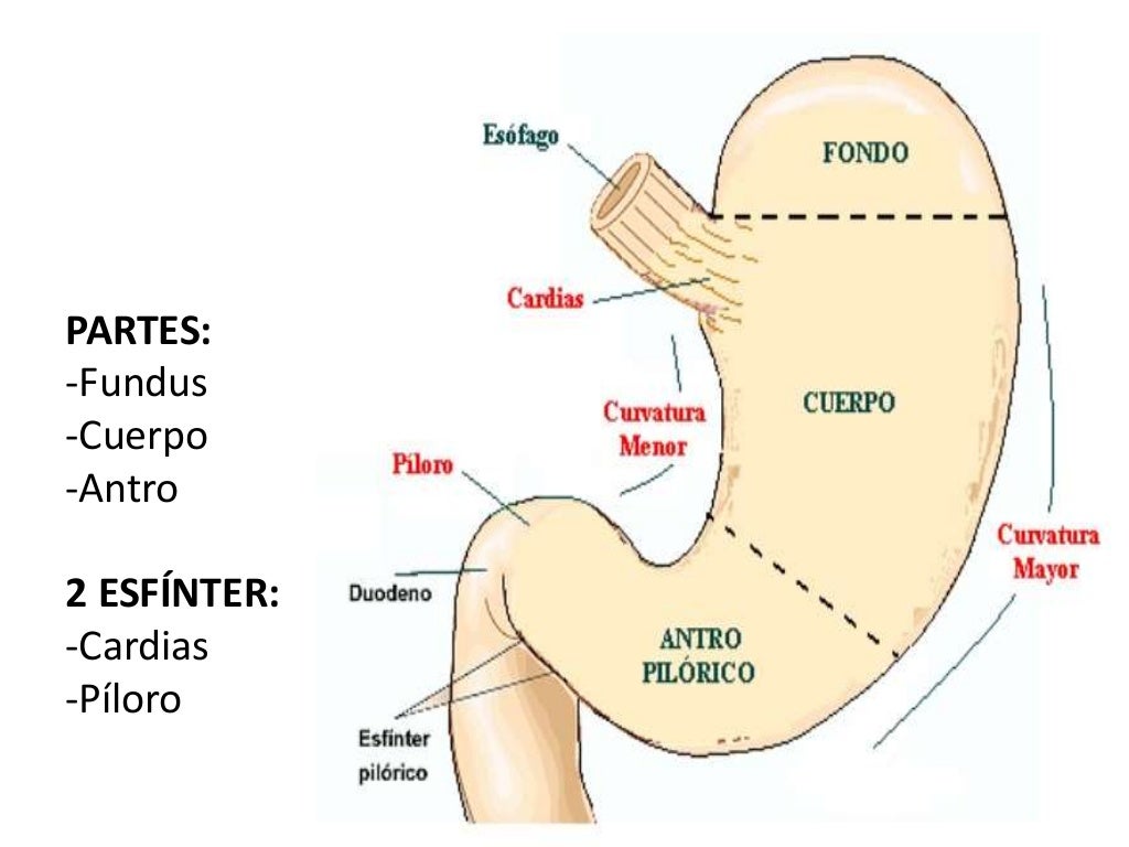 Anatomia e histologia del estomago