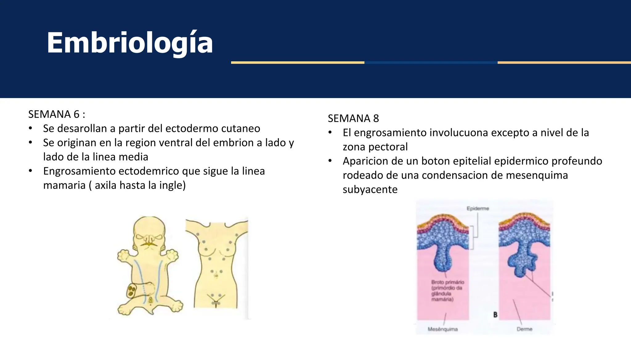 ANATOMIA E HISTOLOGIA DE LA MAMA ppt.pptx