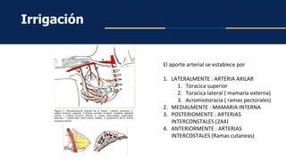 ANATOMIA E HISTOLOGIA DE LA MAMA ppt.pptx