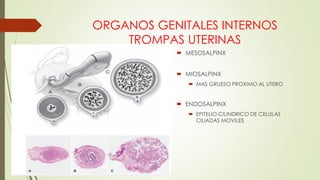 ANATOMIA E HISTOLOGIA DEL APARTO REPRODUCTOR FEMENINO.pdf