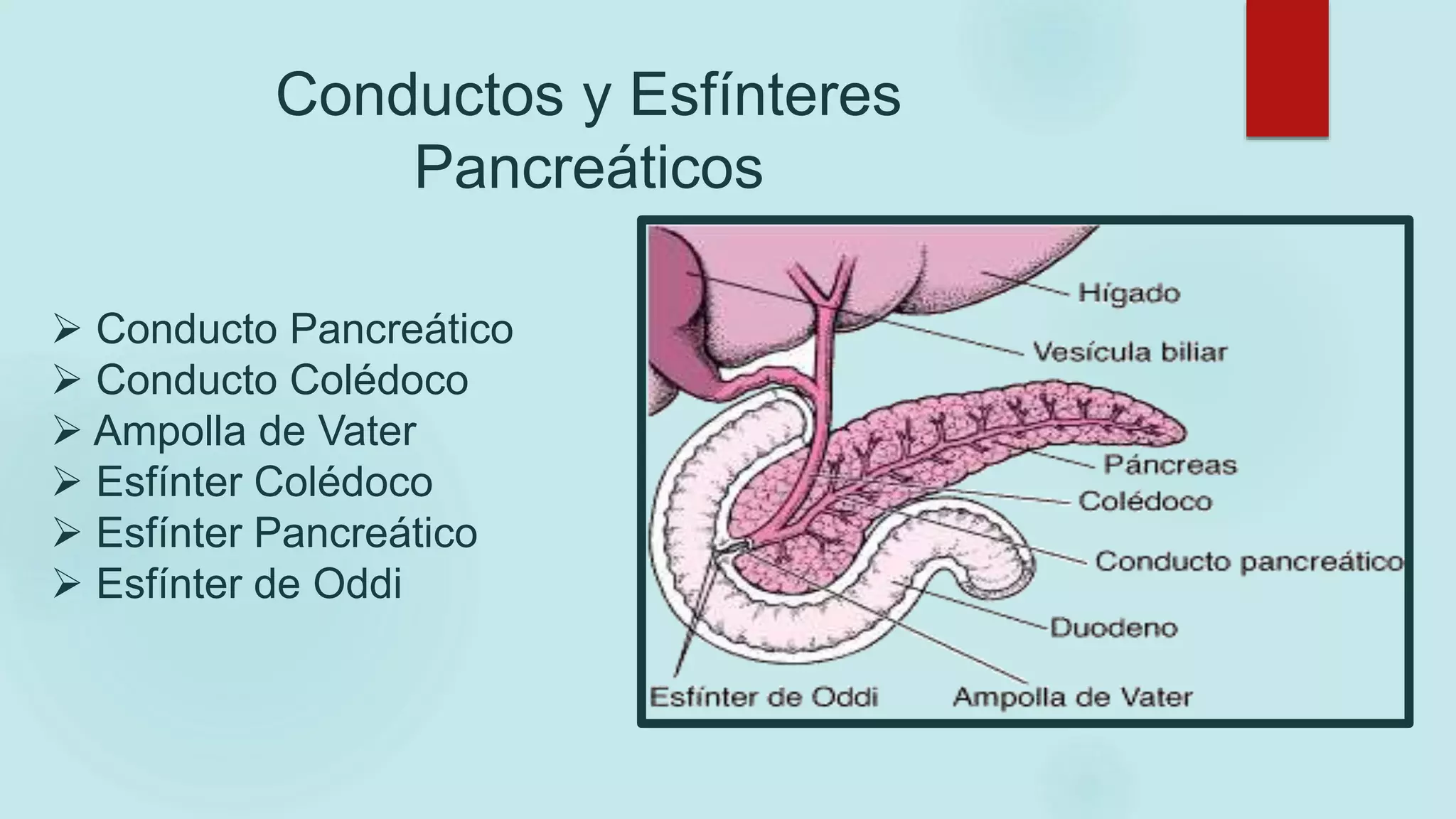 Anatomia e histologia del Pancreas UNEFEM | POTX