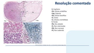 Anatomia e Histologia do sistema endócrino.pdf
