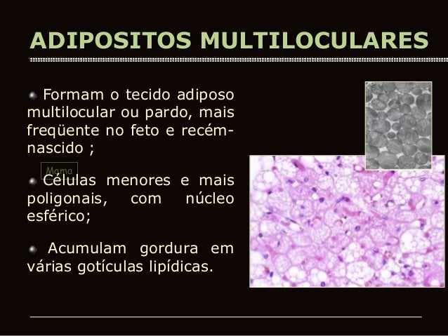 Anatomia e histologia dos tecidos