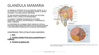 Anatomia e histologia Glandula Mamaria 2024-2.pdf