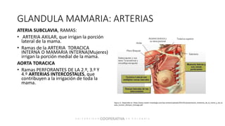 Anatomia e histologia Glandula Mamaria 2024-2 2.pdf