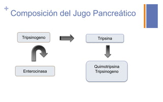 Anatomia, Histologia y Fisiologia Pancreatica | PPTX