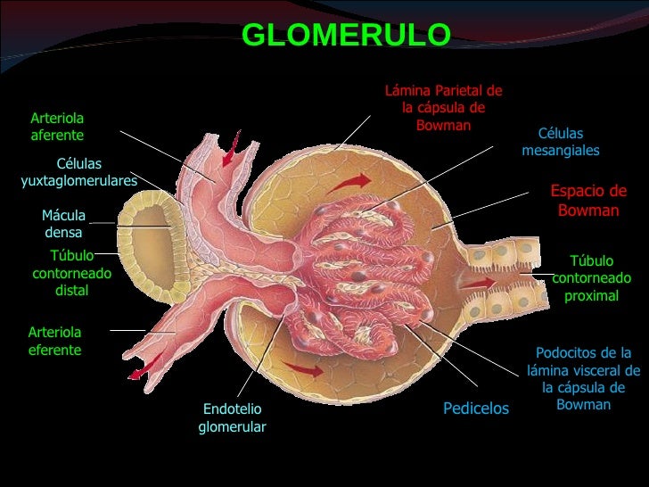 Anatomia e Histologia Renal UNT