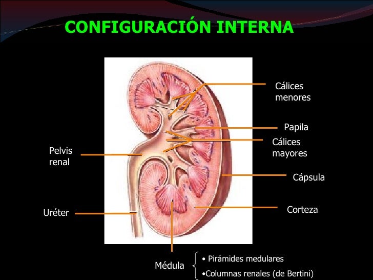 Anatomia e Histologia Renal UNT