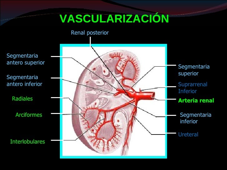 Anatomia e Histologia Renal UNT