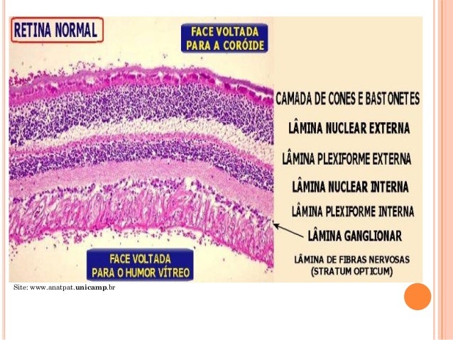 Anatomia e histologia retina