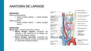 ANATOMÍA, EMBRIOLOGÍA Y FISIOLOGÍA DE FARINGE Y LARINGE (1).pptx