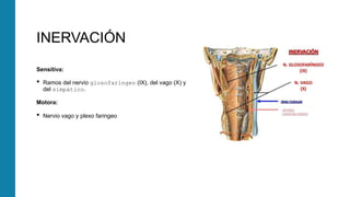ANATOMÍA, EMBRIOLOGÍA Y FISIOLOGÍA DE FARINGE Y LARINGE (1).pptx