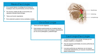 ANATOMÍA, EMBRIOLOGÍA Y FISIOLOGÍA DE FARINGE Y LARINGE (1).pptx