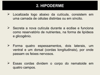 Anatomia e morfologia de fitonematoides | PPT