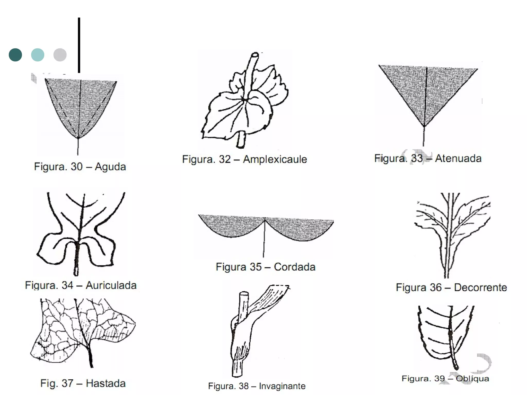 Anatomia e morfologia de folha | PPT