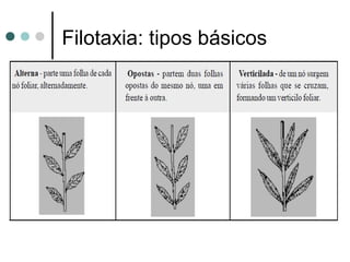 Anatomia e morfologia de folha | PPT