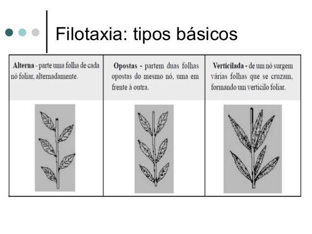 Anatomia e morfologia de folha