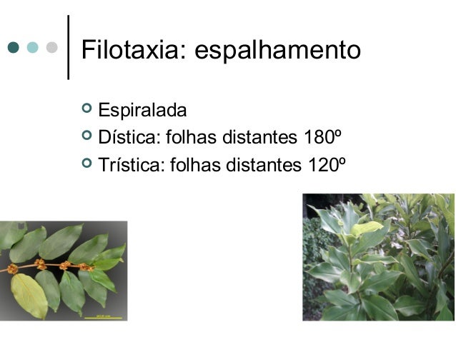 Anatomia e morfologia de folha