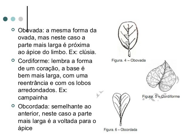 Anatomia e morfologia de folha