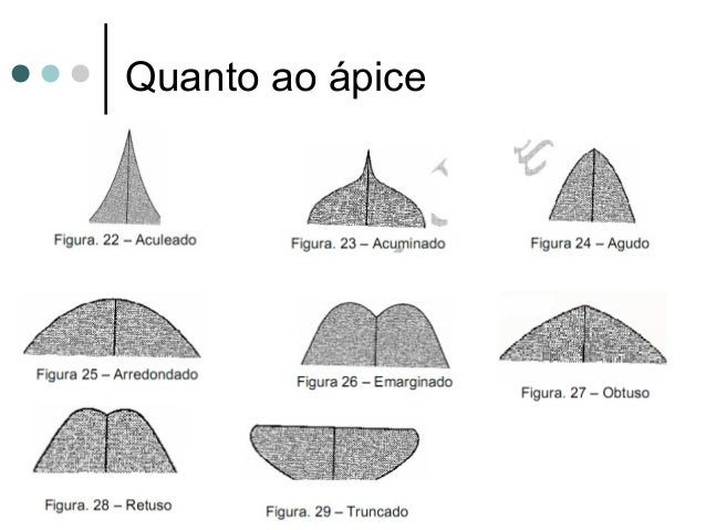 Anatomia e morfologia de folha