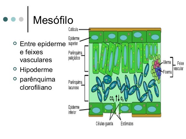 Anatomia e morfologia de folha
