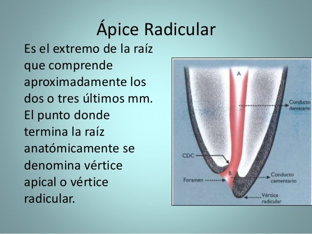 Radicular Significado