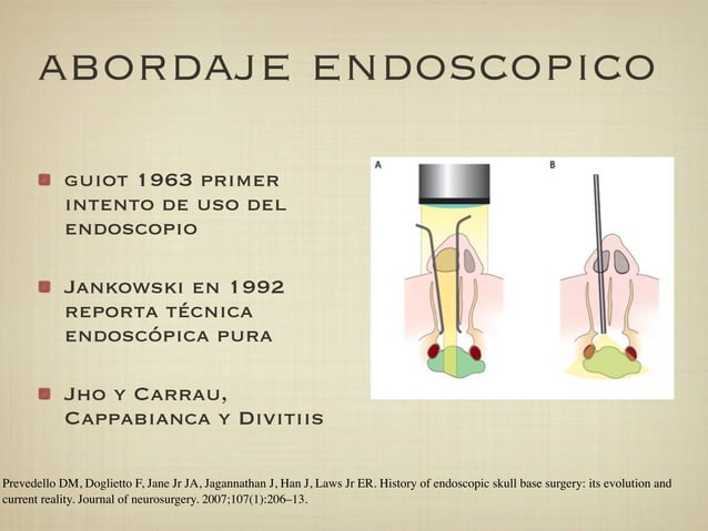 Anatomia endoscopica | PPT