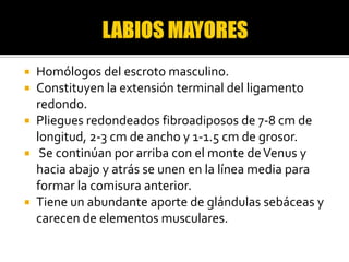 Anatomia en ginecología dr zegarra | PPTX