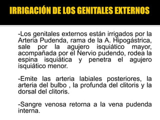 Anatomia en ginecología dr zegarra | PPTX