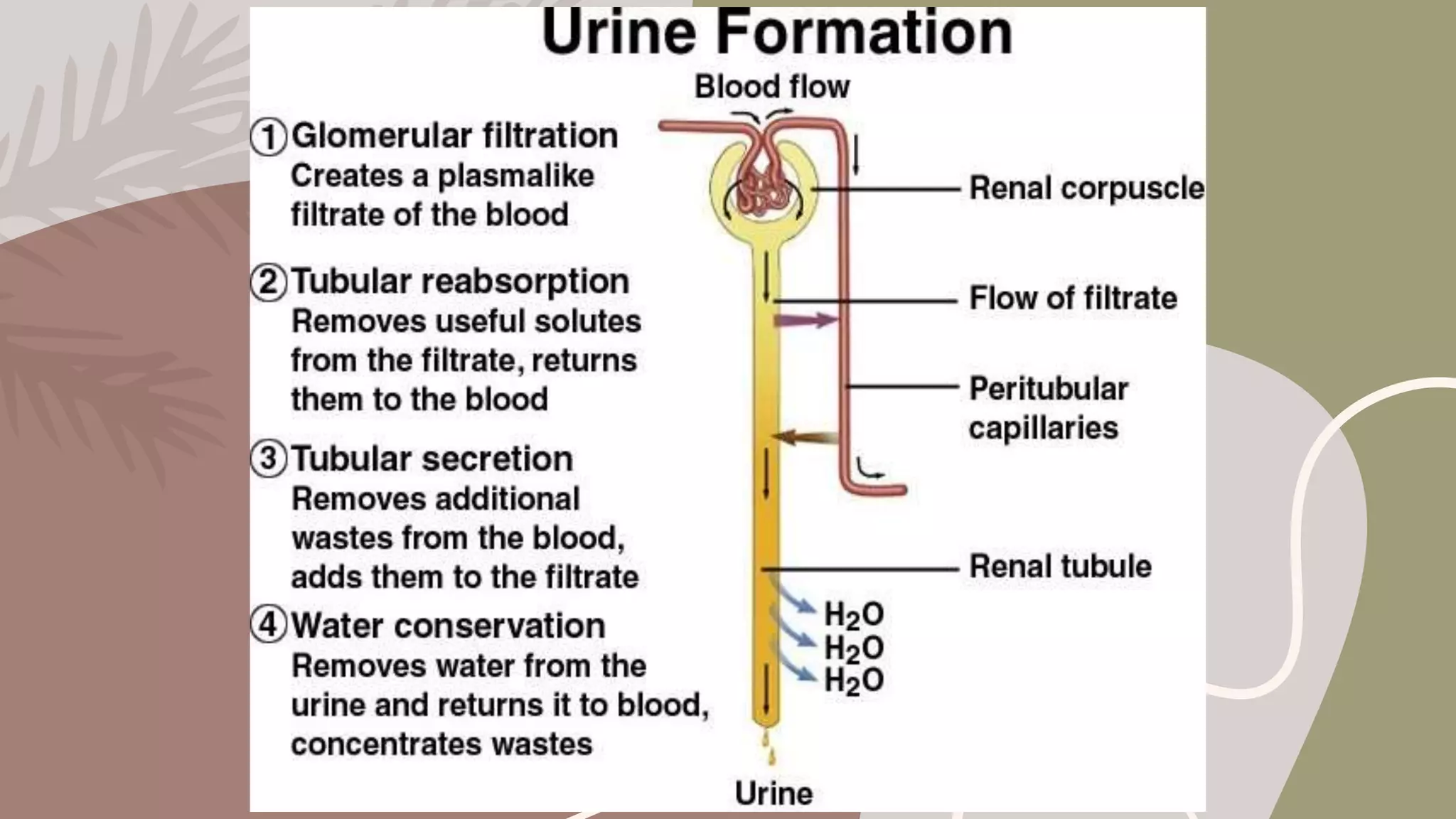 ANATOMIA E PERGJITHSME E SISTEMIT URINAR.pptx