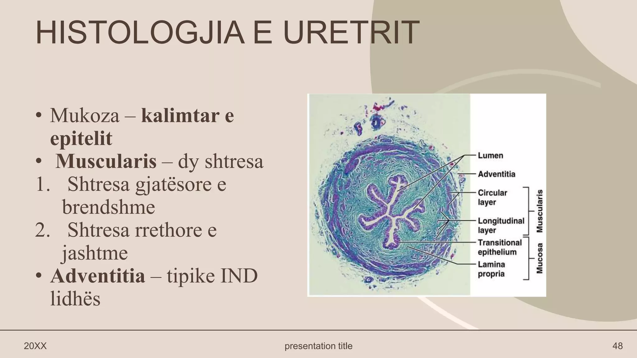 ANATOMIA E PERGJITHSME E SISTEMIT URINAR.pptx