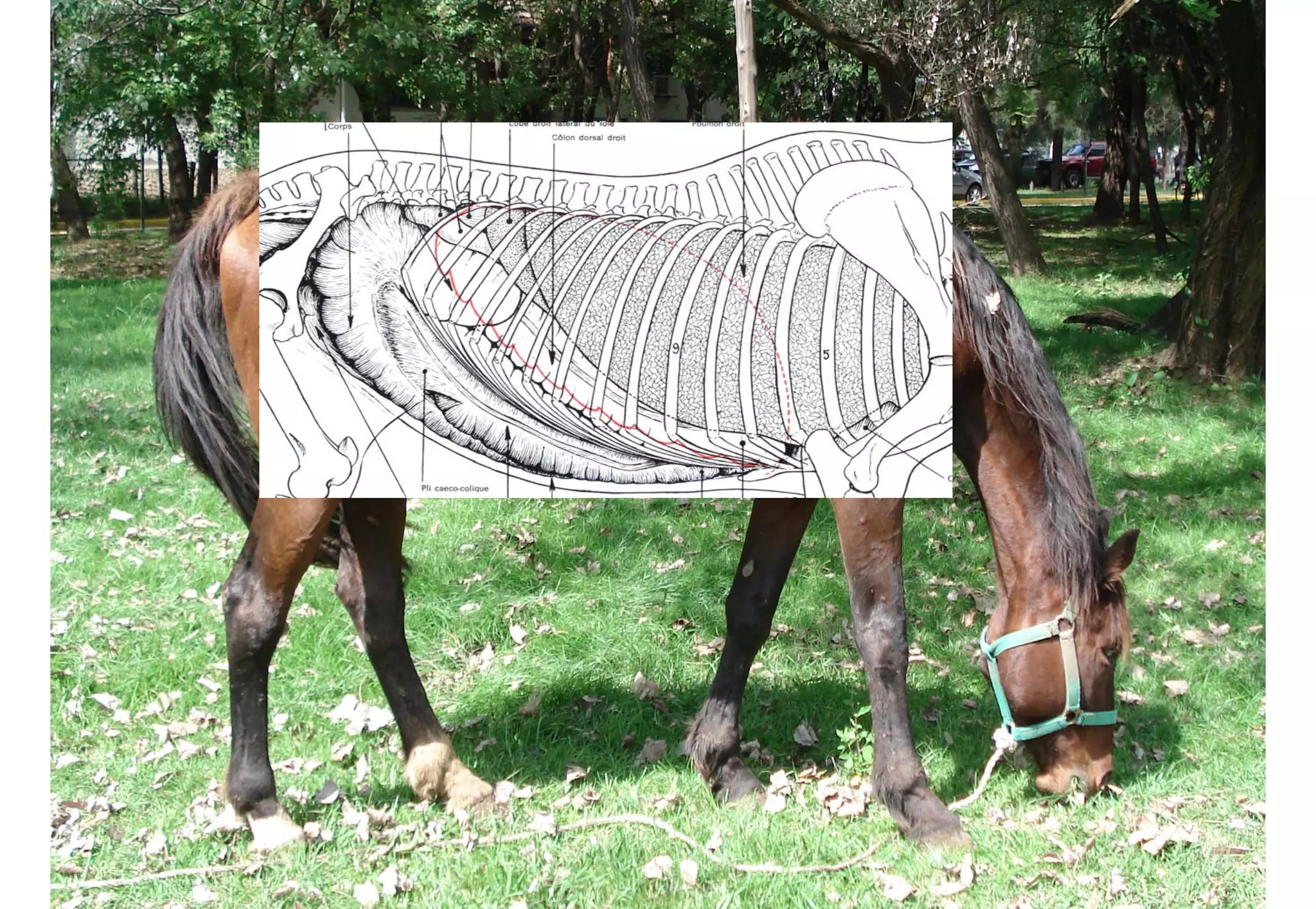 Anatomía Del Equino