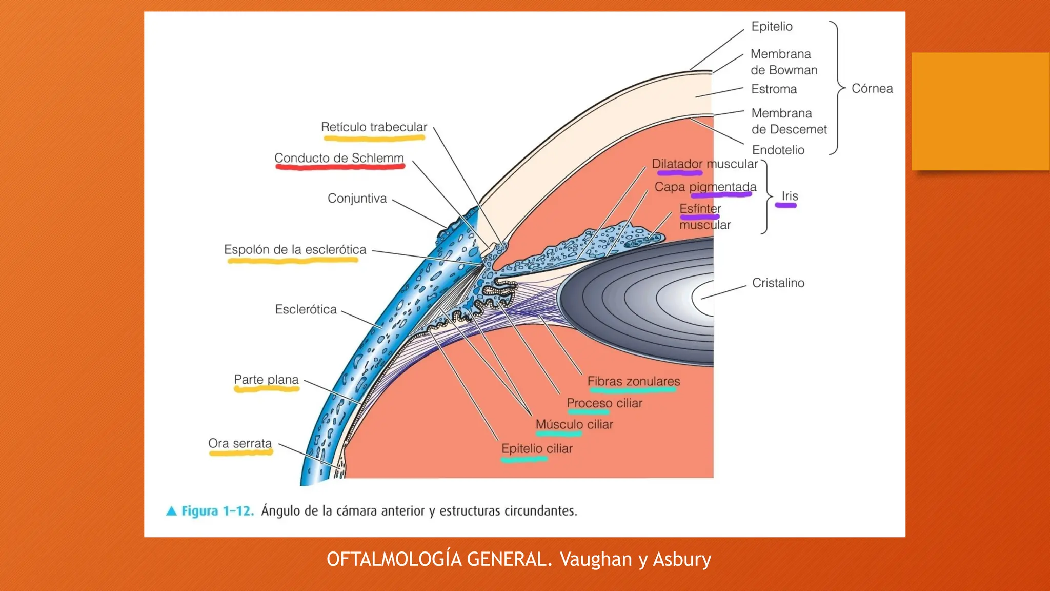 ANATOMIA ESCLERA, CORNEA, CRISTALINO, ANGULO IRIDOCORNEAL, CUERPO ...
