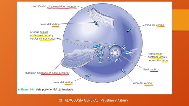 ANATOMIA ESCLERA, CORNEA, CRISTALINO, ANGULO IRIDOCORNEAL, CUERPO ...