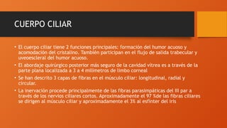 ANATOMIA ESCLERA, CORNEA, CRISTALINO, ANGULO IRIDOCORNEAL, CUERPO ...