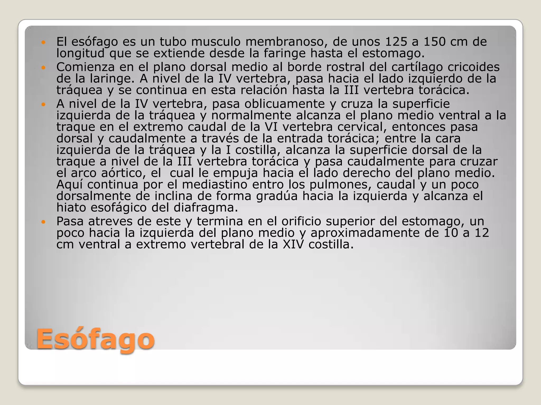 Anatomía del Equino (Esófago) | PPTX