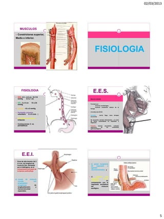 Anatomia esofago | PDF