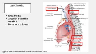 anatomia Y FISIOLOGIA DE esofago EXPLICION.pptx