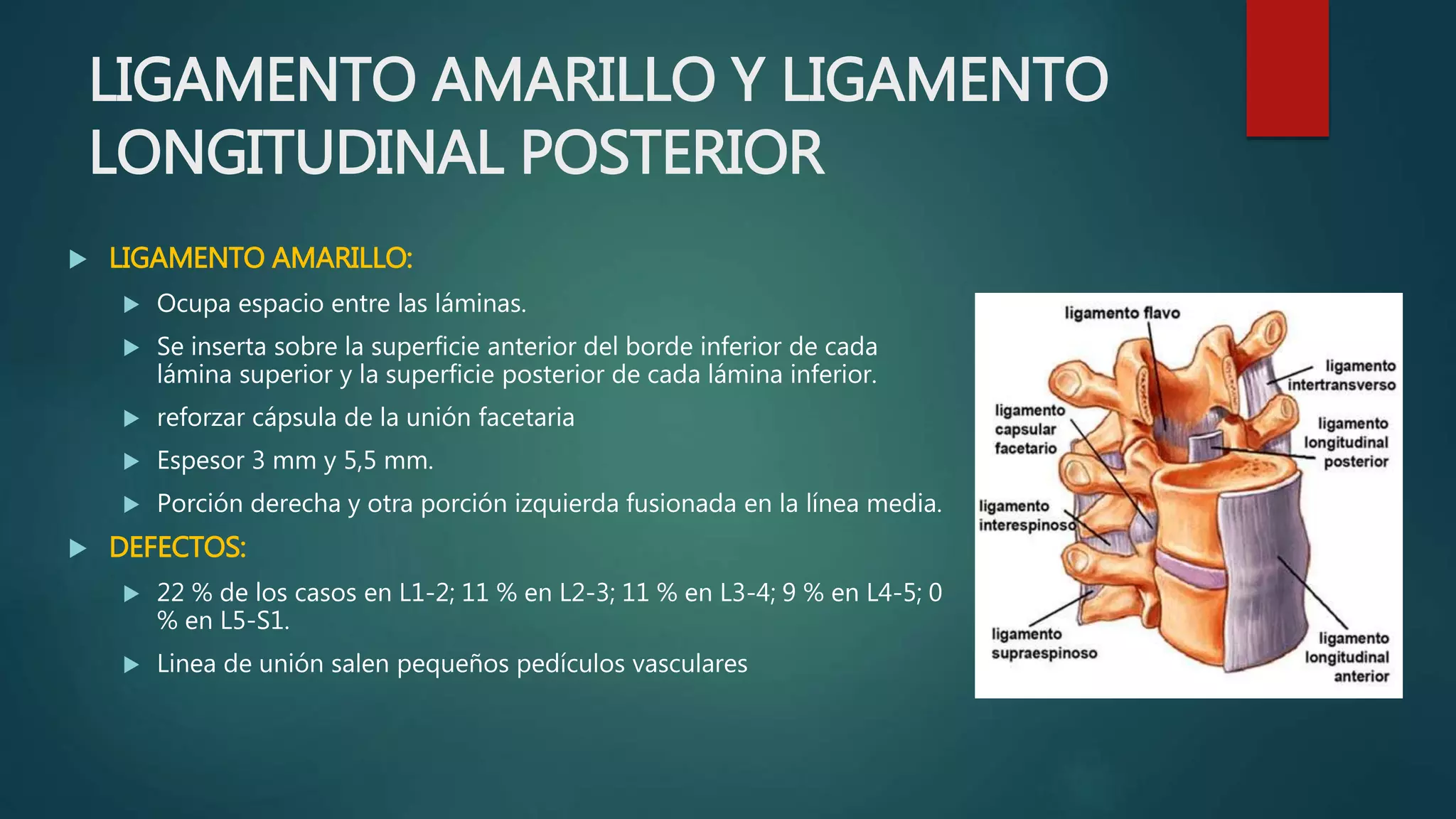 Anatomia espacio epidural | PPTX